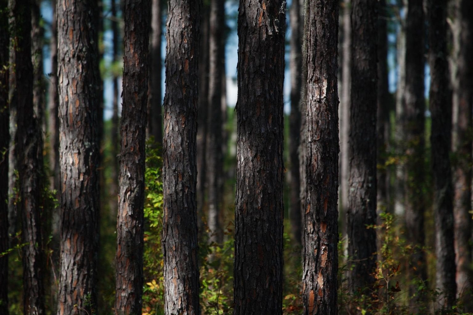 Nail-Laminated Timber (NLT) Design + Construction - Think Wood
