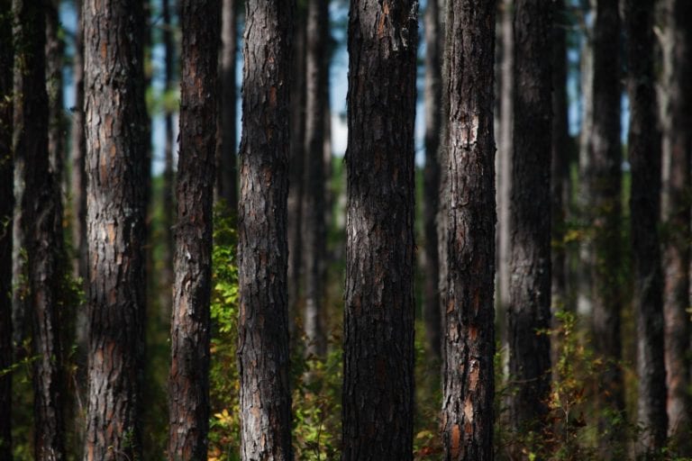 Dowel Laminated Timber (DLT) Design + Construction - Think Wood