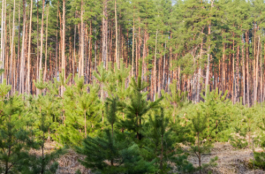 Sustainable Forestry - Facts & Resources - Think Wood