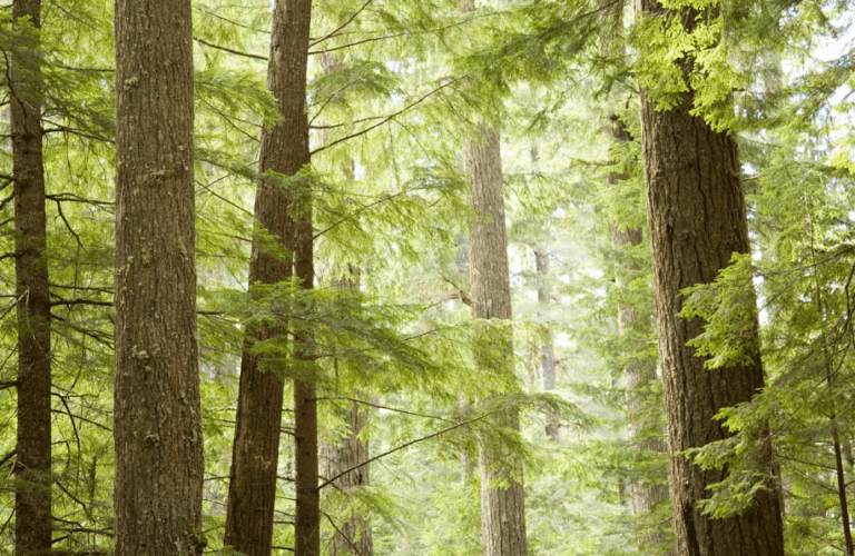 13 Mass Timber Design Resources You Won’t Want to Miss - Think Wood